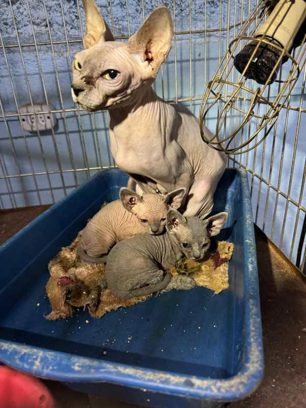 Polícia Civil encontra mais de 100 gatos escondidos em fundos falsos e ...