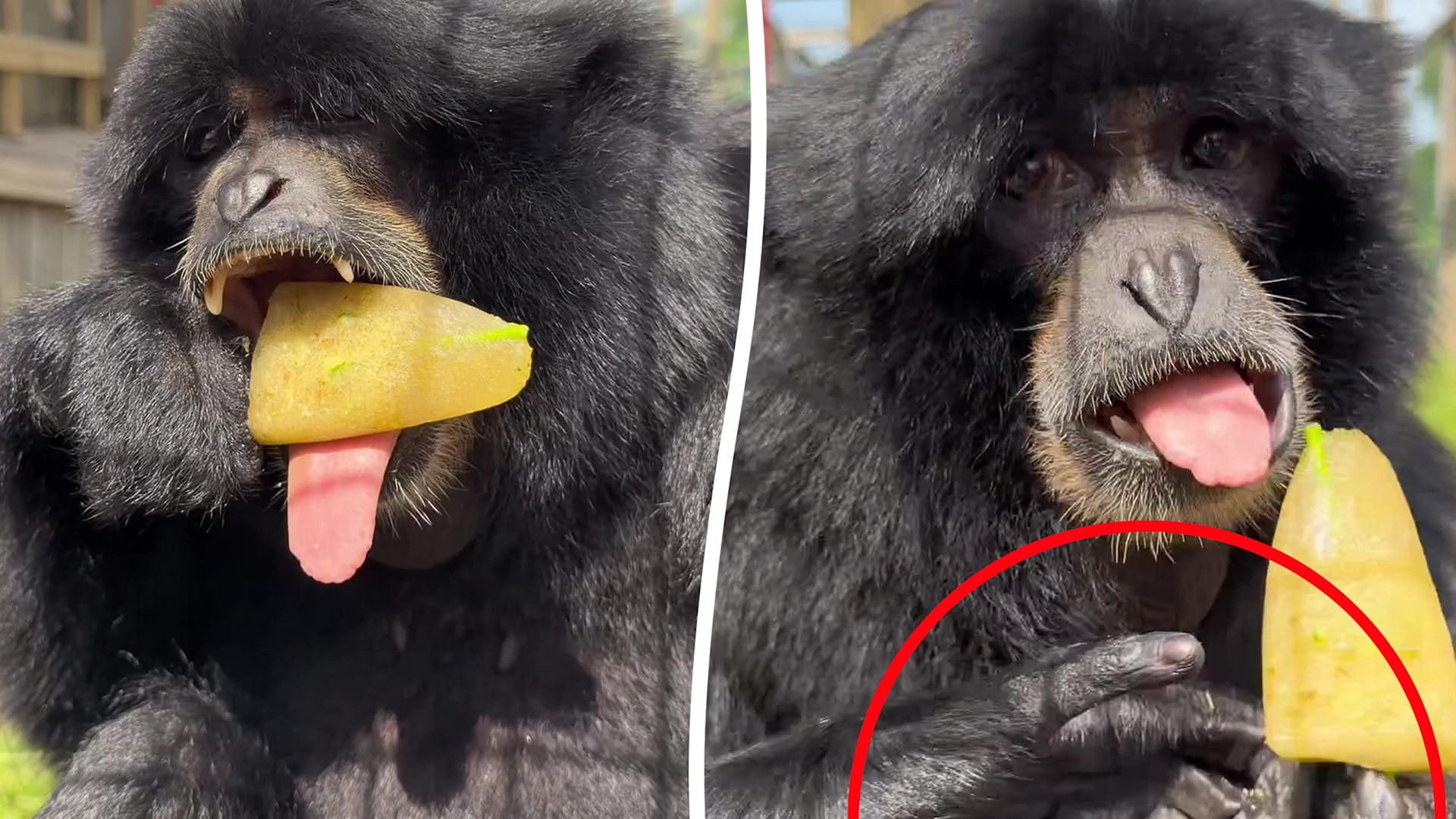 Gibbon enjoys ice lolly as UK heatwave sends temperatures soaring
