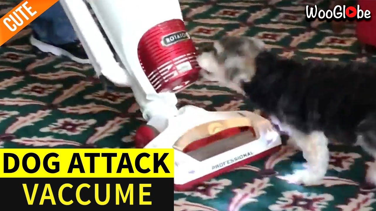 Silly dog attacks her biggest foe... a vacuum cleaner!
