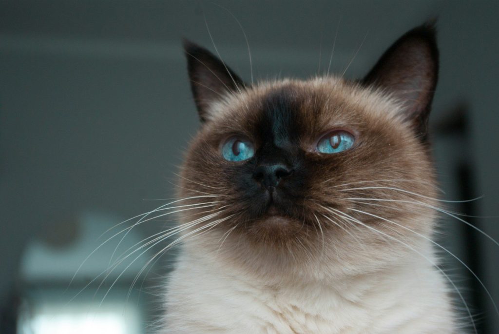 The genetic secret behind rare blue-eyed giant cats
