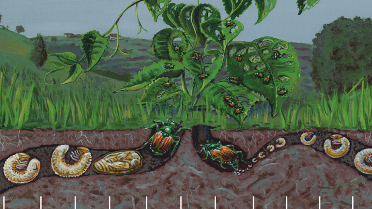 Why Japanese beetles always show up in June, and what to do about it