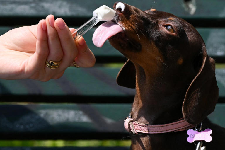 How to keep your dog cool in a heatwave – everything you need to know