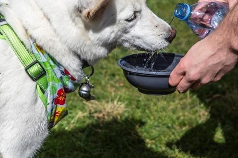 RSPCA warn 40C heatwave weather could be 'silent killer' for pets