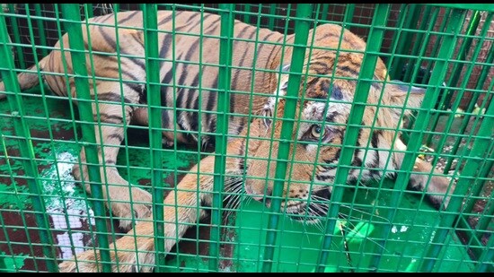 Killer tigress tranquilised, caged in Lakhimpur