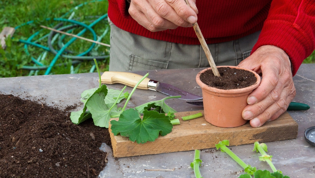Houseplant care tips every plant parent needs