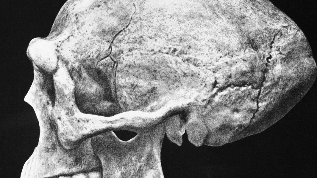 Study finds major body size leap in human evolution