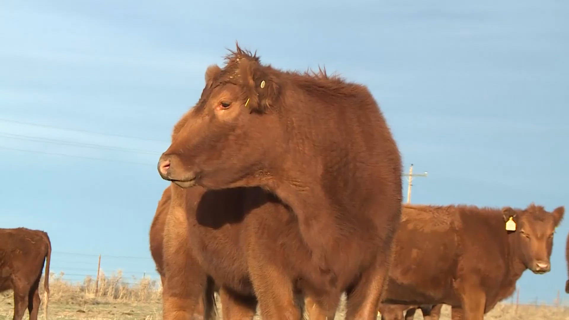 New screwworm case confirmed in Texas goat, USDA says