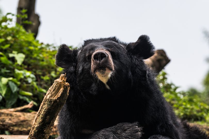Actors hired by zoo to pretend to be animals made to climb trees and ...