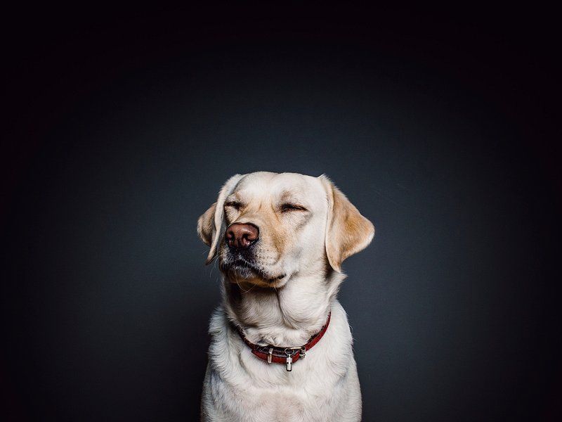 10 dog breeds that prove a calm, friendly temperament never goes out of ...