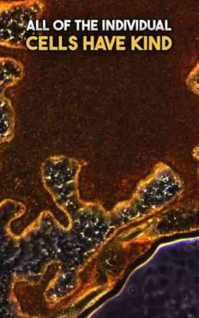 Microwaving blood cells, crazy science experiment!