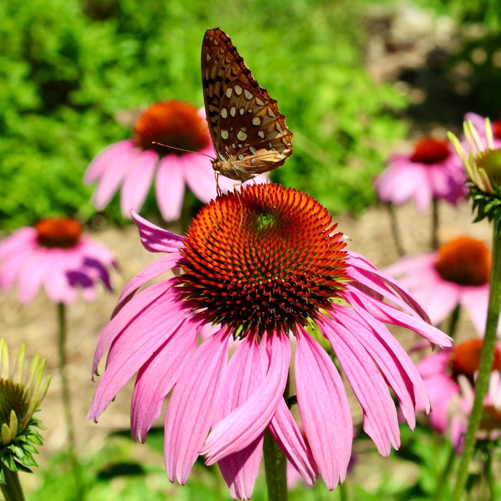 Coneflower 101: The essential echinacea growing guide