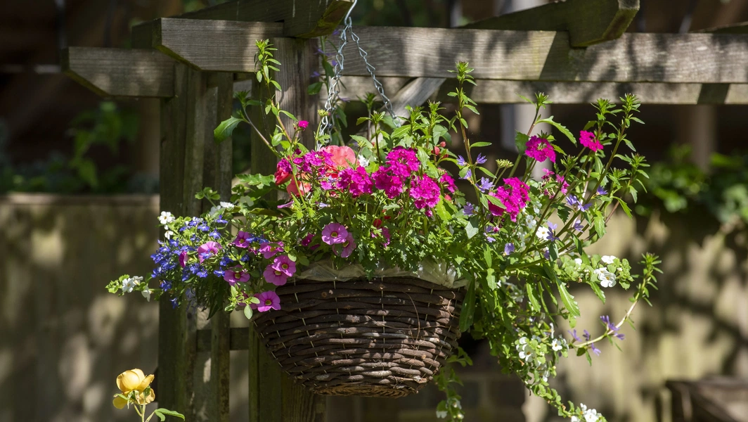 14 colorful, low-maintenance flowers for hanging baskets