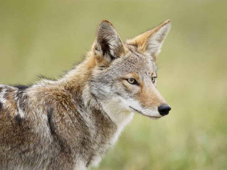 Beverly police urge caution after coyote attacks dog near Fox Hill Trail