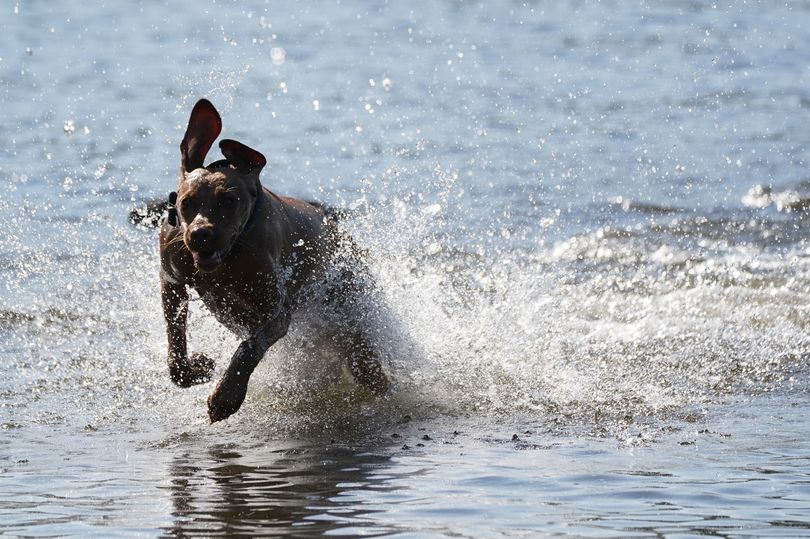 RSPCA warn 40C heatwave weather could be 'silent killer' for pets