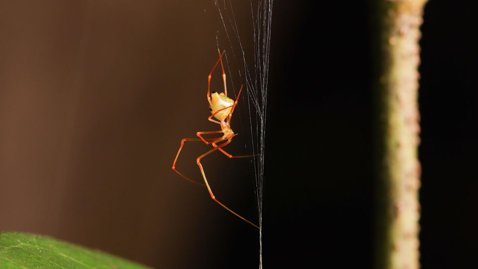 Watch the first-ever video of a newfound spider’s spring-loaded death trap