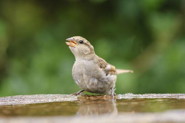 Gardeners urged to move bird baths to 1 spot on Wednesday and Thursday