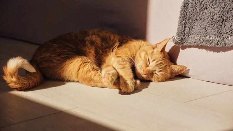 Déshydratation et tumeurs : Ces astuces peuvent sauver votre chat ...