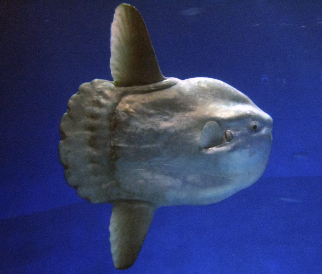 The surprising way a sunfish moves through the ocean