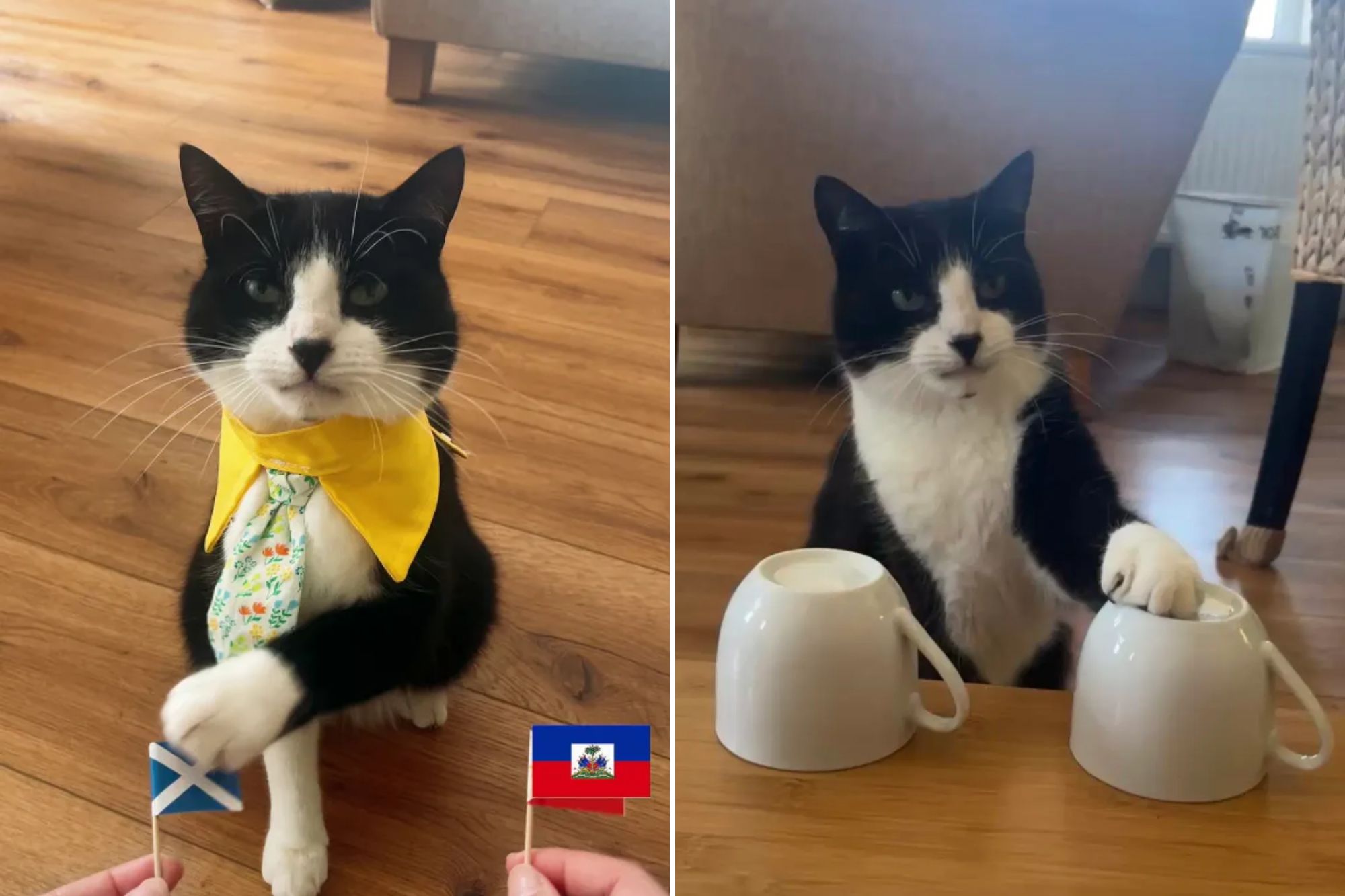 Meet the cuddly psychic cat who correctly predicts winning teams of all ...