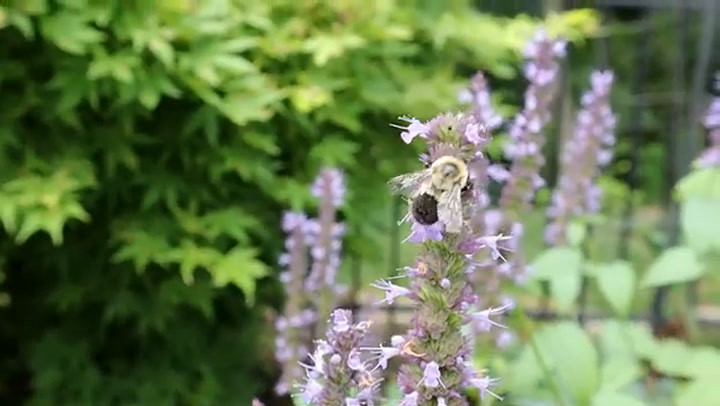 Foolproof low-maintenance perennials anyone can grow: easy garden ...