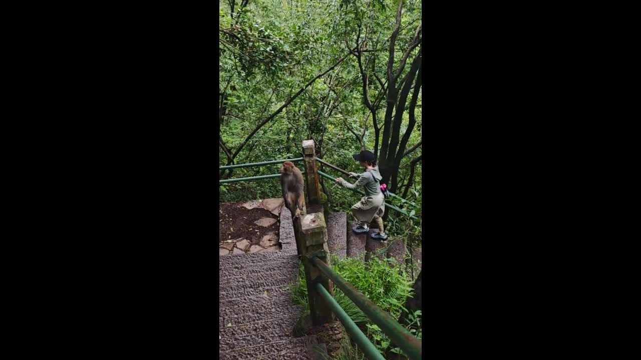 Macaque snatches bottled water from hiker on mountain stairs in Guizhou ...