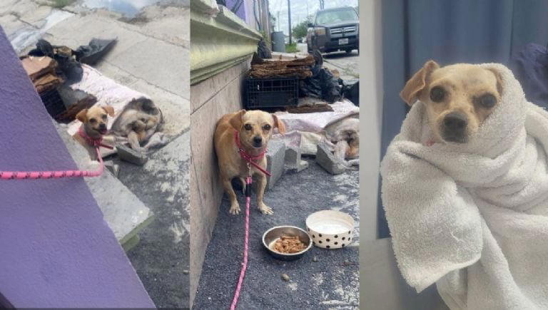Sujeto abandonó a perrita, la dejó amarrada bajo el sol por horas antes ...