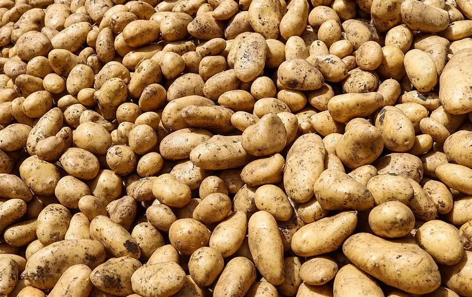 Potatoes and whole grains gain edge in new nutrition guidance