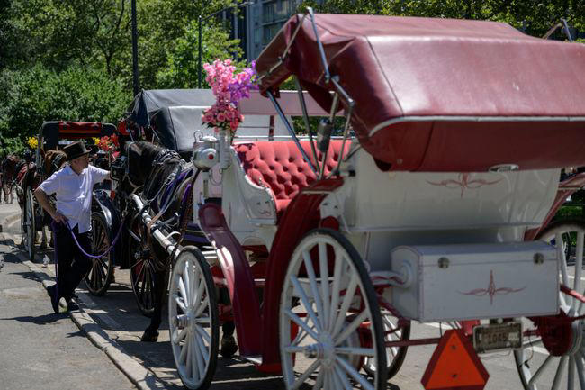 Horse-drawn carriage rides resume in Central Park after crash