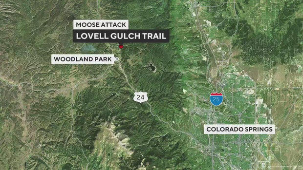 Moose attacks hiker, dogs in Colorado mountains