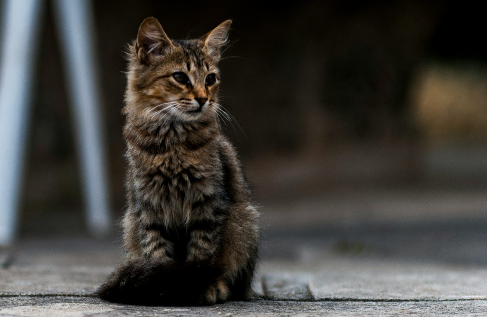 What your cat actually hears when you call its name