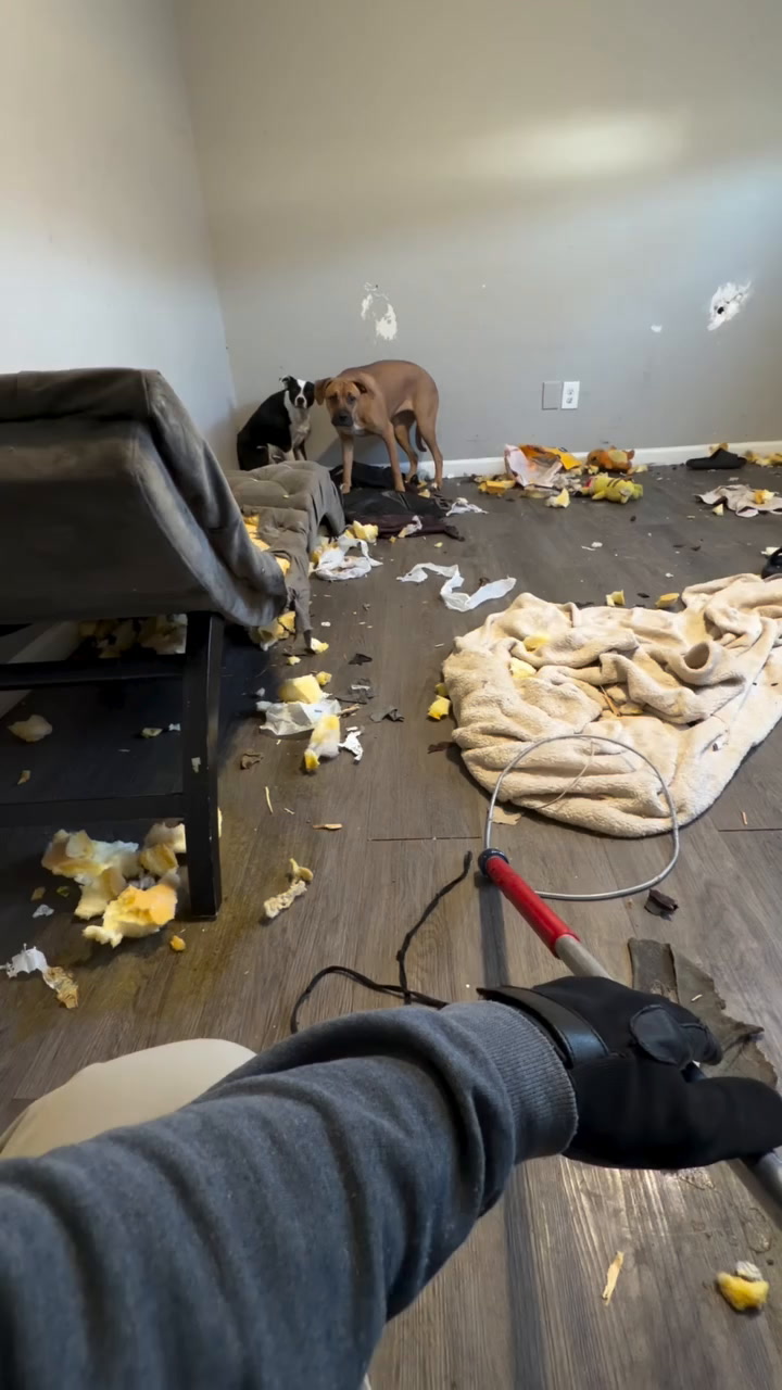 ICE agents left dogs to starve after detaining their owner