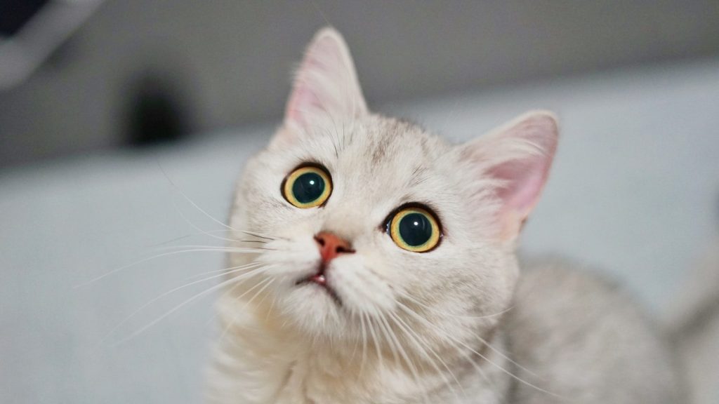 Vital words you must say to your cat today