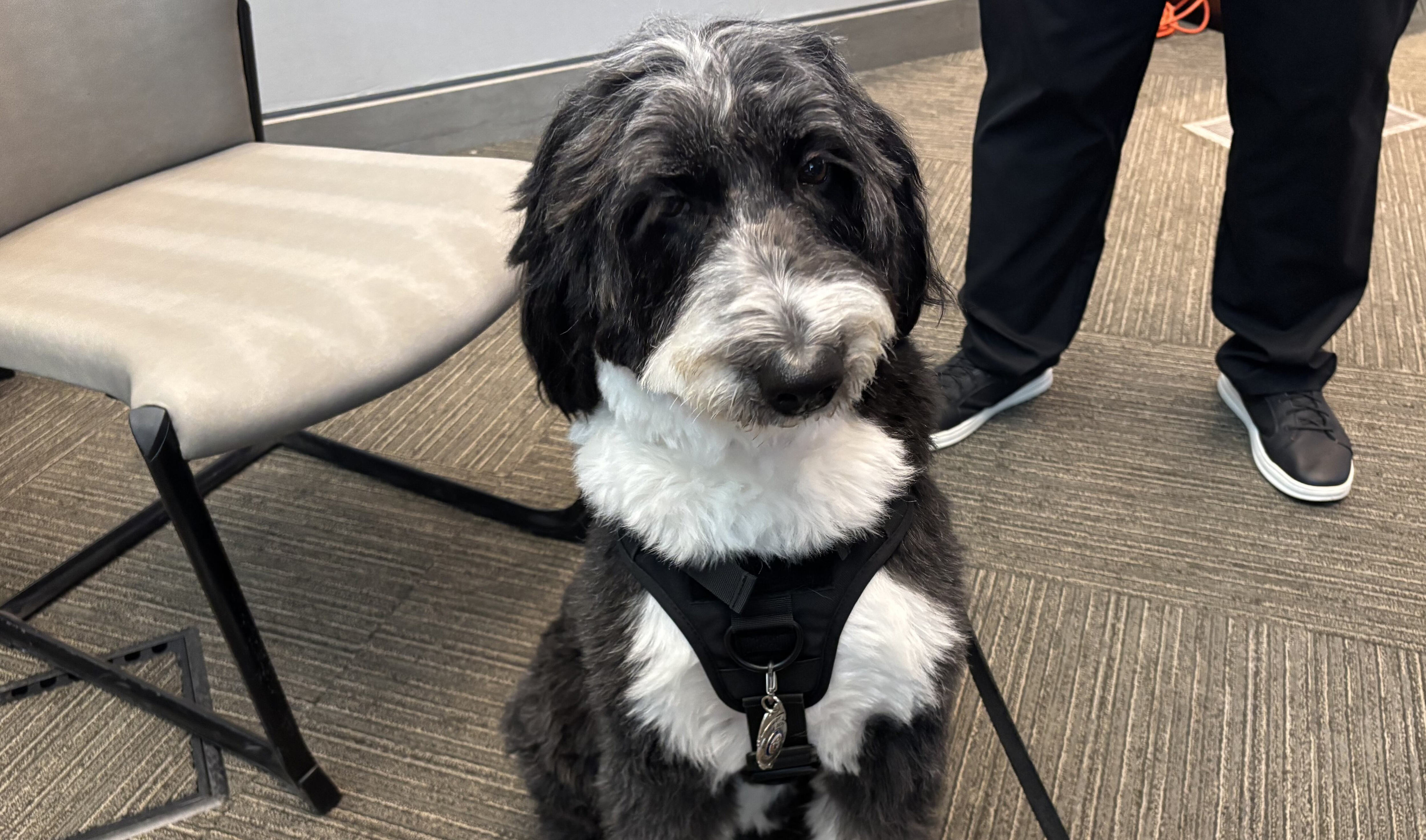 Meet Gracie, KCPD’s newest four-legged team member