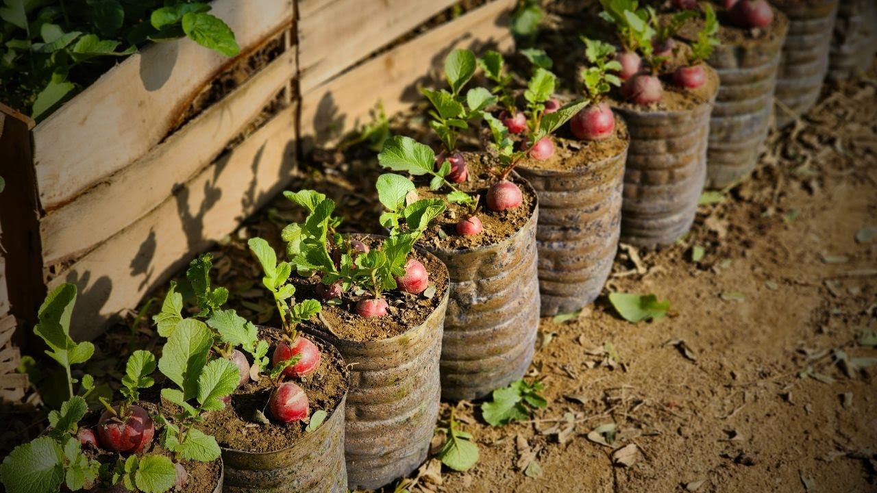 Grow fresh radish in a bottle with minimal effort