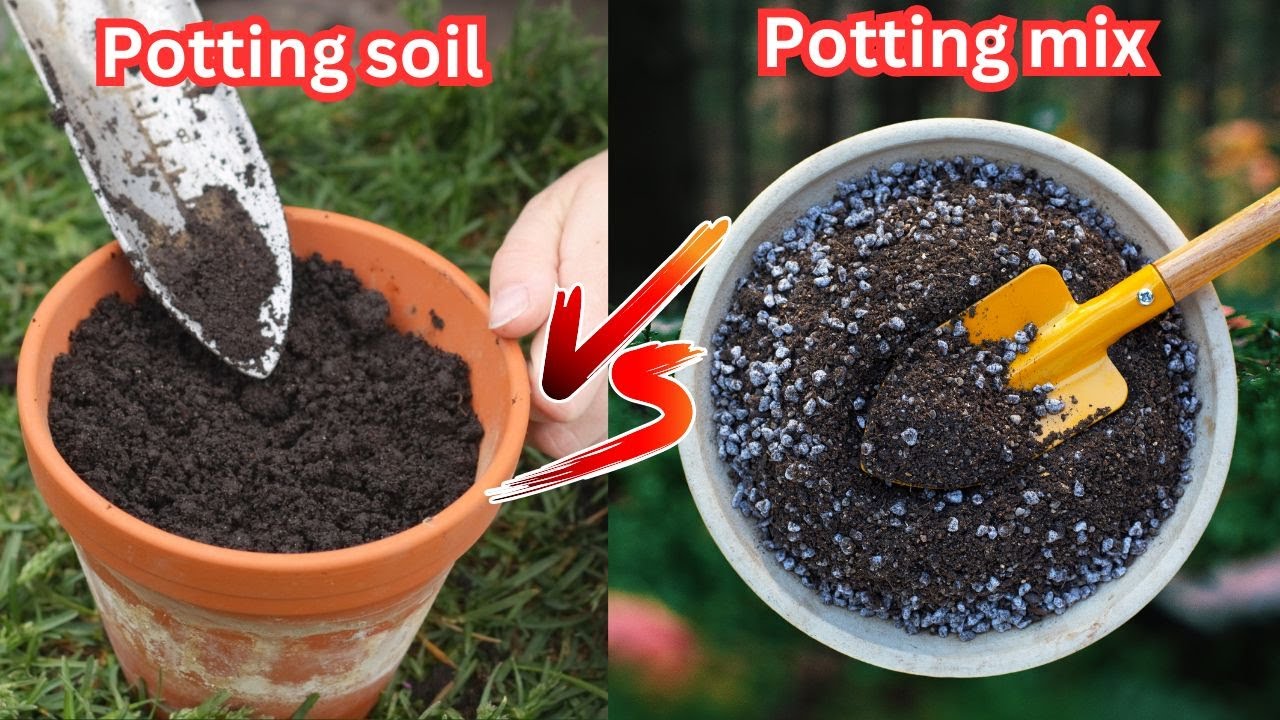 The key differences between potting mix and soil explained