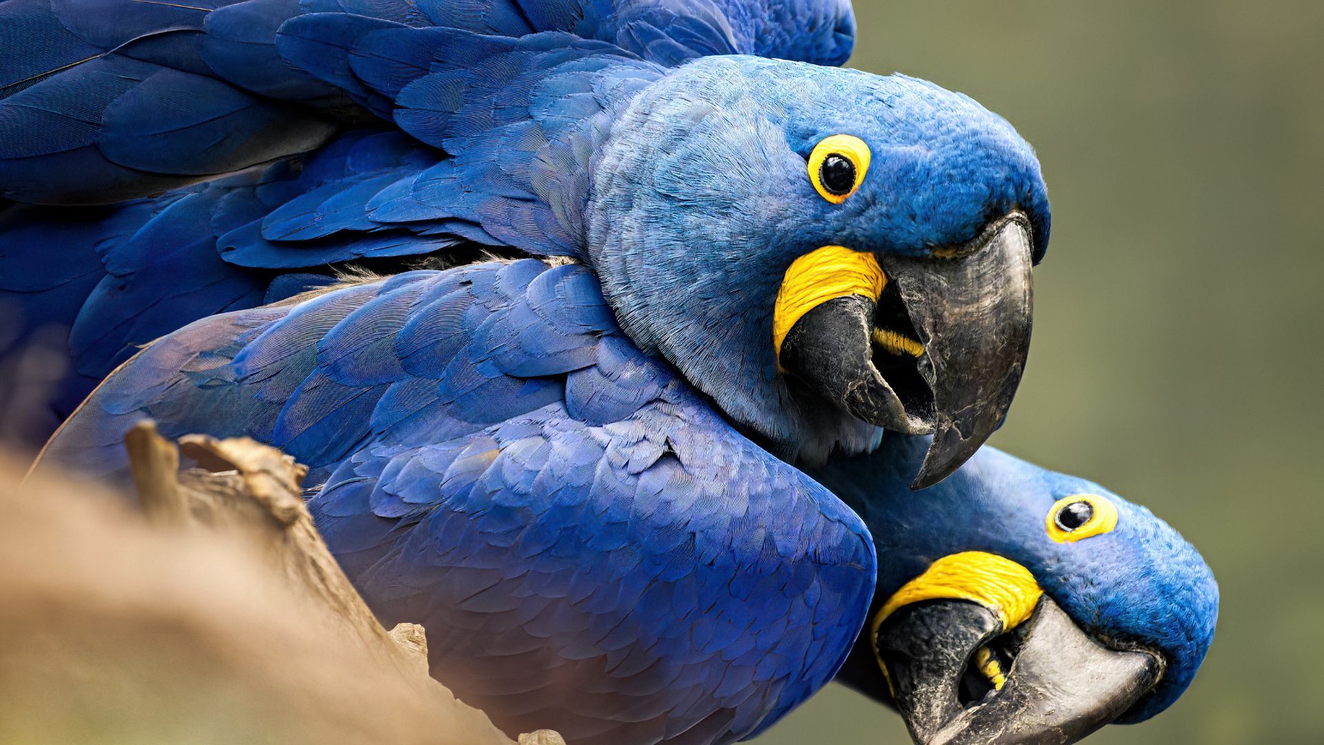 Best exotic pets anyone can own