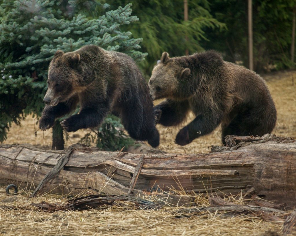 Visitors horrified as massive brown bear suddenly attacks zoo companion