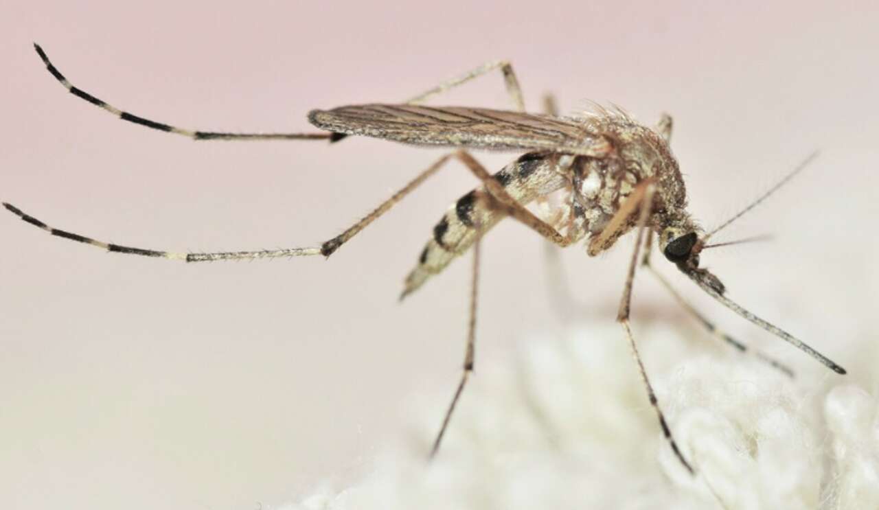 Midland County detects first mosquito positive for Jamestown Canyon virus