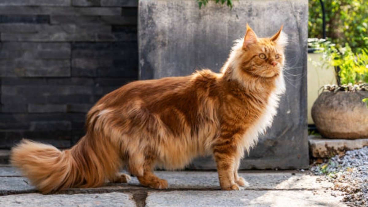 The worlds biggest domestic cat is so massive, people cant believe its real