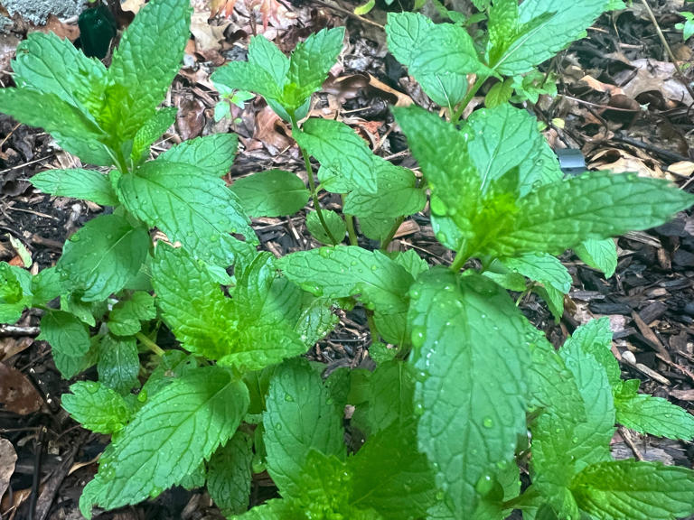How to grow your own herbal tea garden at home