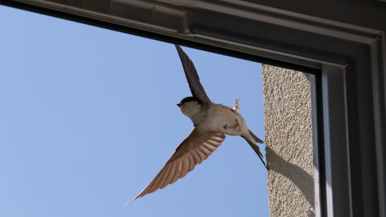 Stop birds from flying into your windows with a quick and clever pen hack