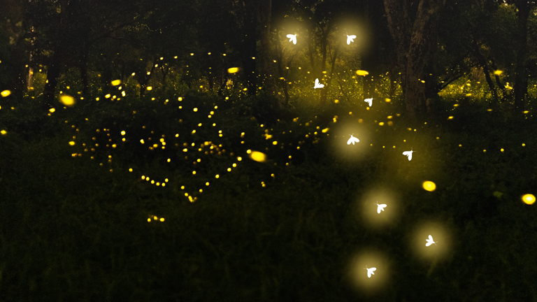 3 new firefly species discovered at Bernheim Forest