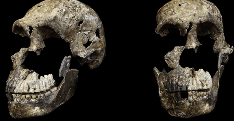 Homo naledi's brain was wired up in an unusual way – did that make it ...