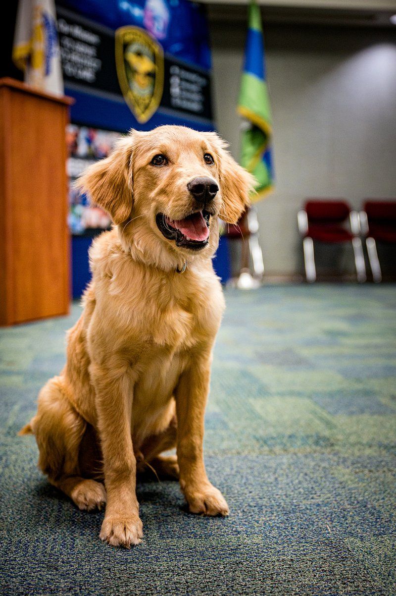 10 dog breeds that prove a calm, friendly temperament never goes out of ...