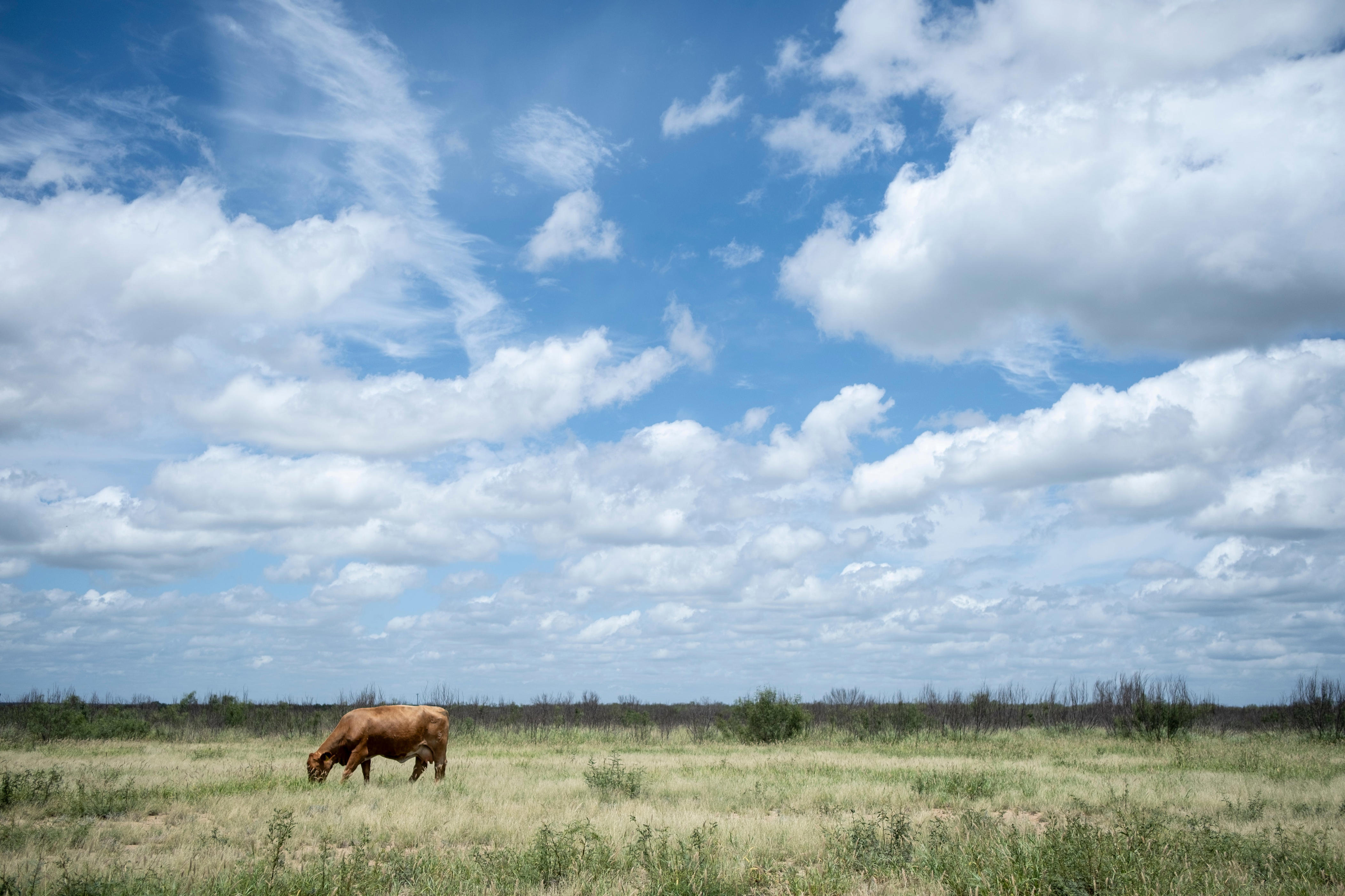 New World screwworm spreads in Texas livestock as US cases climb to 16