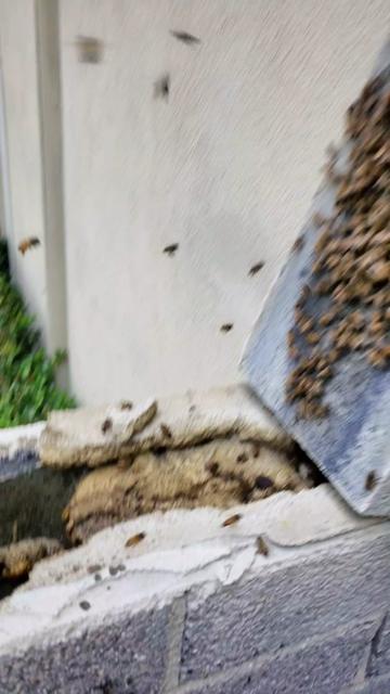 Rescuing a hidden bee hive from a cinder block wall