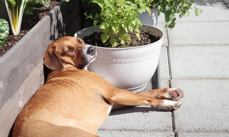 How to keep your pets cool during the UK heatwave