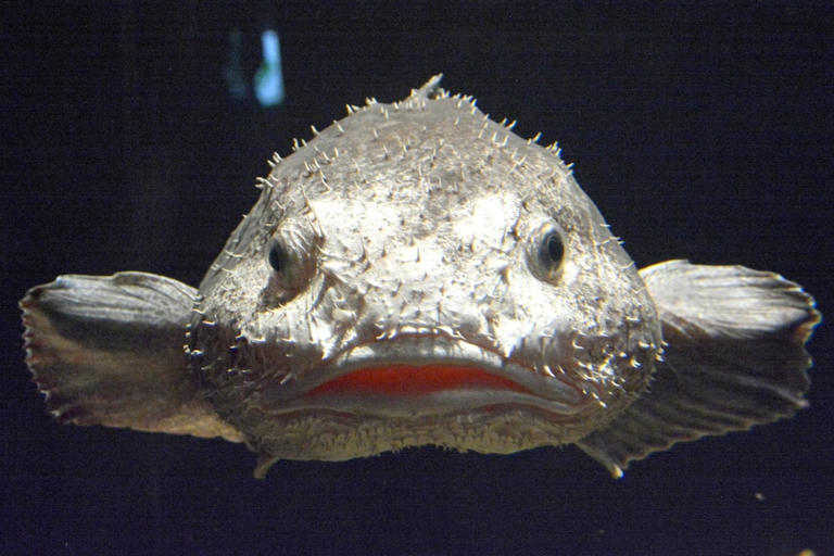 Is the blobfish really the world’s ugliest animal?