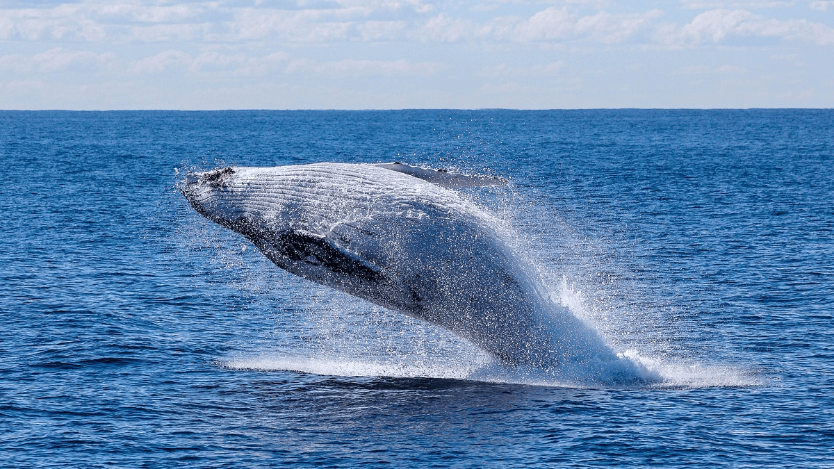 Animals that make more noise than a motorcycle or a horn