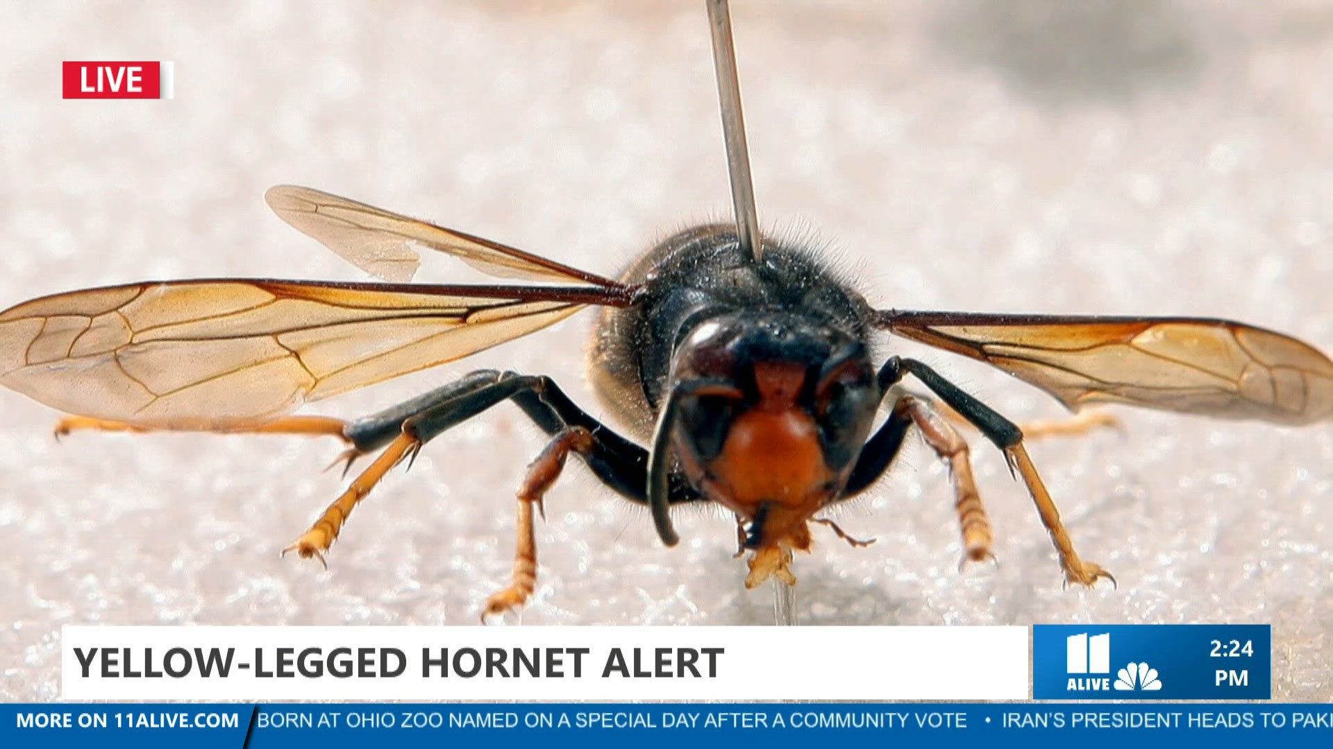 Yellow-legged hornets pose growing concern